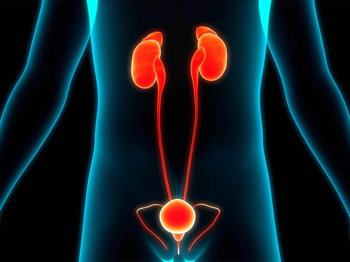 Sistema urinario: qué es, partes y función - Enciclopedia Significados